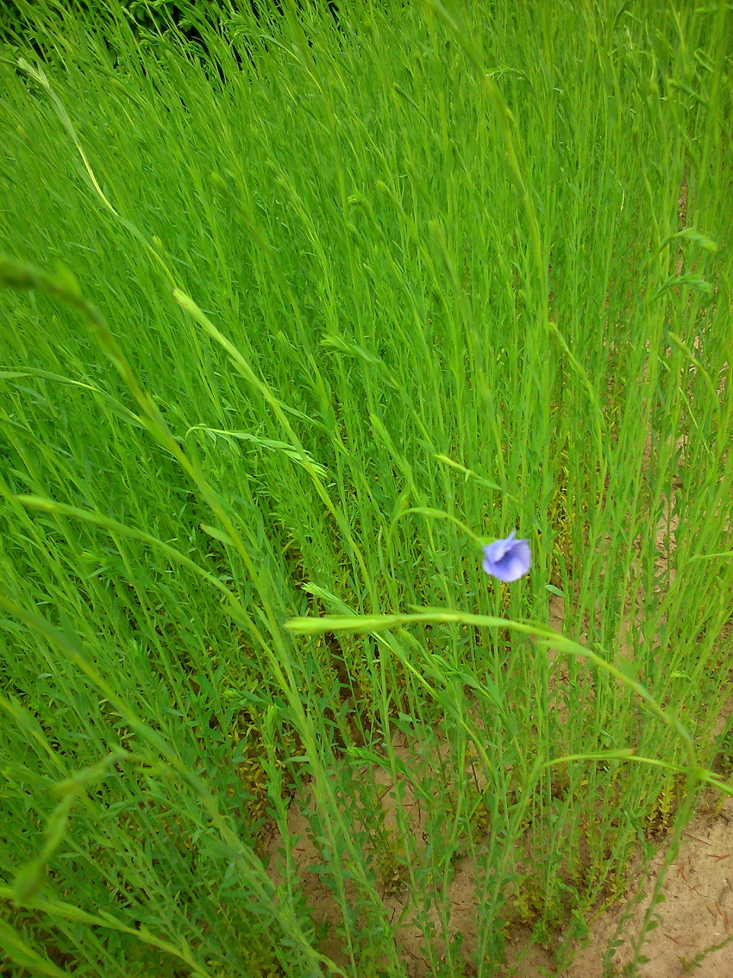 Flax - The Receding Landscape